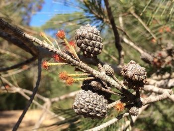 Allocasuarina littoralis | Blue Mountains Wildplant Rescue Service Inc ...