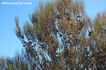 Allocasuarina nana | Blue Mountains Wildplant Rescue Service Inc T/A ...