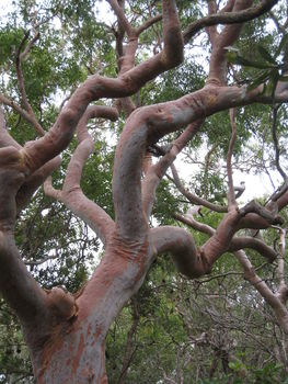 Angophora costata | Blue Mountains Wildplant Rescue Service Inc T/A ...