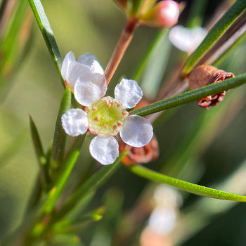 Baeckea linifolia | Blue Mountains Wildplant Rescue Service Inc T/A ...