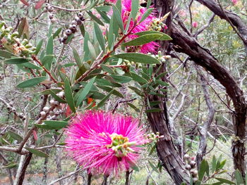 Callistemon megalongensis | Blue Mountains Wildplant Rescue Service Inc ...