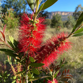Callistemons the great attractors