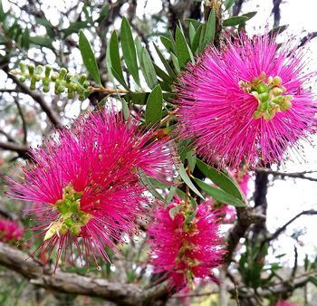 Callistemon purpurescens | Blue Mountains Wildplant Rescue Service Inc ...