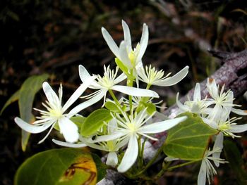 Clematis glycinoides | Blue Mountains Wildplant Rescue Service Inc T/A ...