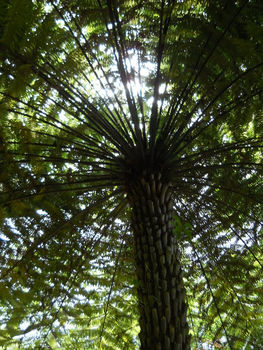 Cyathea australis | Blue Mountains Wildplant Rescue Service Inc T/A ...