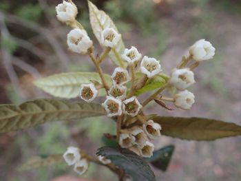 Eleocarpus holopetalus | Blue Mountains Wildplant Rescue Service Inc T ...