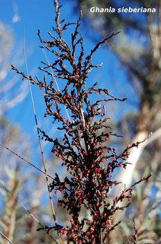 Gahnia sieberiana | Blue Mountains Wildplant Rescue Service Inc T/A ...