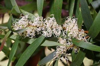 Hakea salicifolia | Blue Mountains Wildplant Rescue Service Inc T/A ...