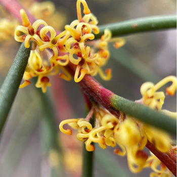 Colours of Flowers | Blue Mountains Wildplant Rescue Service Inc T/A ...