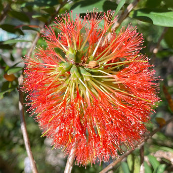 Melaleuca hypericifolia | Blue Mountains Wildplant Rescue Service Inc T ...