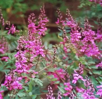 Indigofera australis | Blue Mountains Wildplant Rescue Service Inc T/A ...