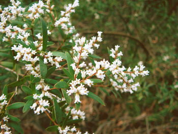 Leucopogon lanceolatus | Blue Mountains Wildplant Rescue Service Inc T ...