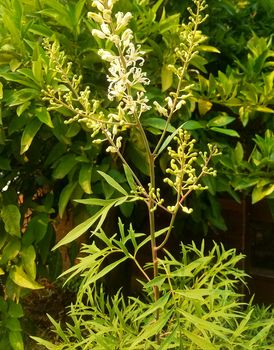 Lomatia silaifolia | Blue Mountains Wildplant Rescue Service Inc T/A ...