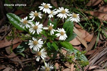 Olearia elliptica | Blue Mountains Wildplant Rescue Service Inc T/A ...