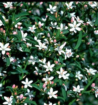 Philotheca myoporoides | Blue Mountains Wildplant Rescue Service Inc T ...