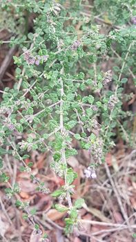 Prostanthera incana | Blue Mountains Wildplant Rescue Service Inc T/A ...