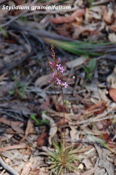 Stylidium graminifolium | Blue Mountains Wildplant Rescue Service Inc T ...