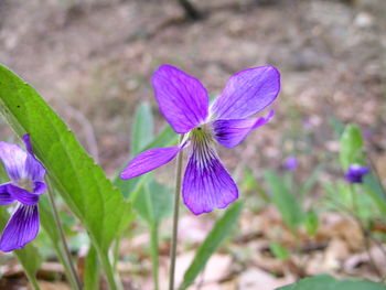 Viola betonicifolia | Blue Mountains Wildplant Rescue Service Inc T/A ...