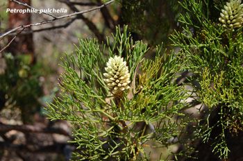 Petrophile pulchella | Blue Mountains Wildplant Rescue Service Inc T/A ...