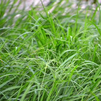 Microlaena stipoides | Blue Mountains Wildplant Rescue Service Inc T/A ...